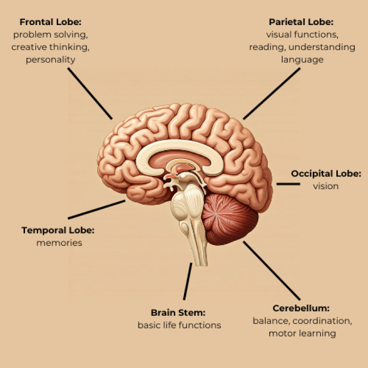 Seven Senses Integration Centre